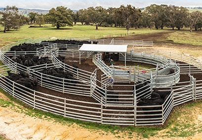 ProWay Cattle Yards, David Graham, Adjunbilly, NSW