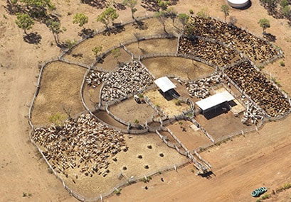 ProWay Cattle Yards, Sturt Plains Cattle Station, NT