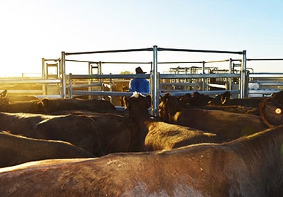 Stockyards, Why Choose ProWay Livestock Equipment