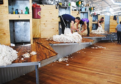 ProWay Sheep Yards and Shearing Shed, Carathool, NSW