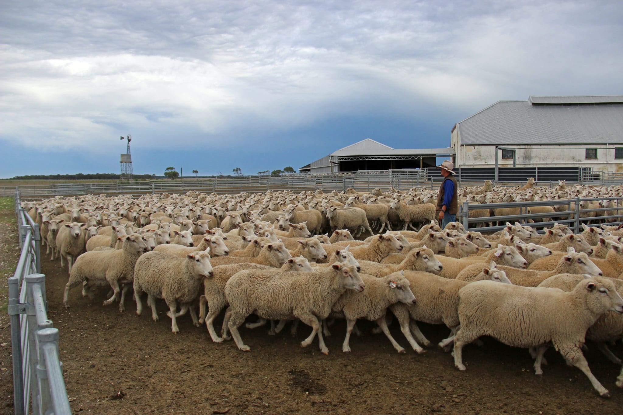 Sheep Handling Equipment For Sale – ProWay