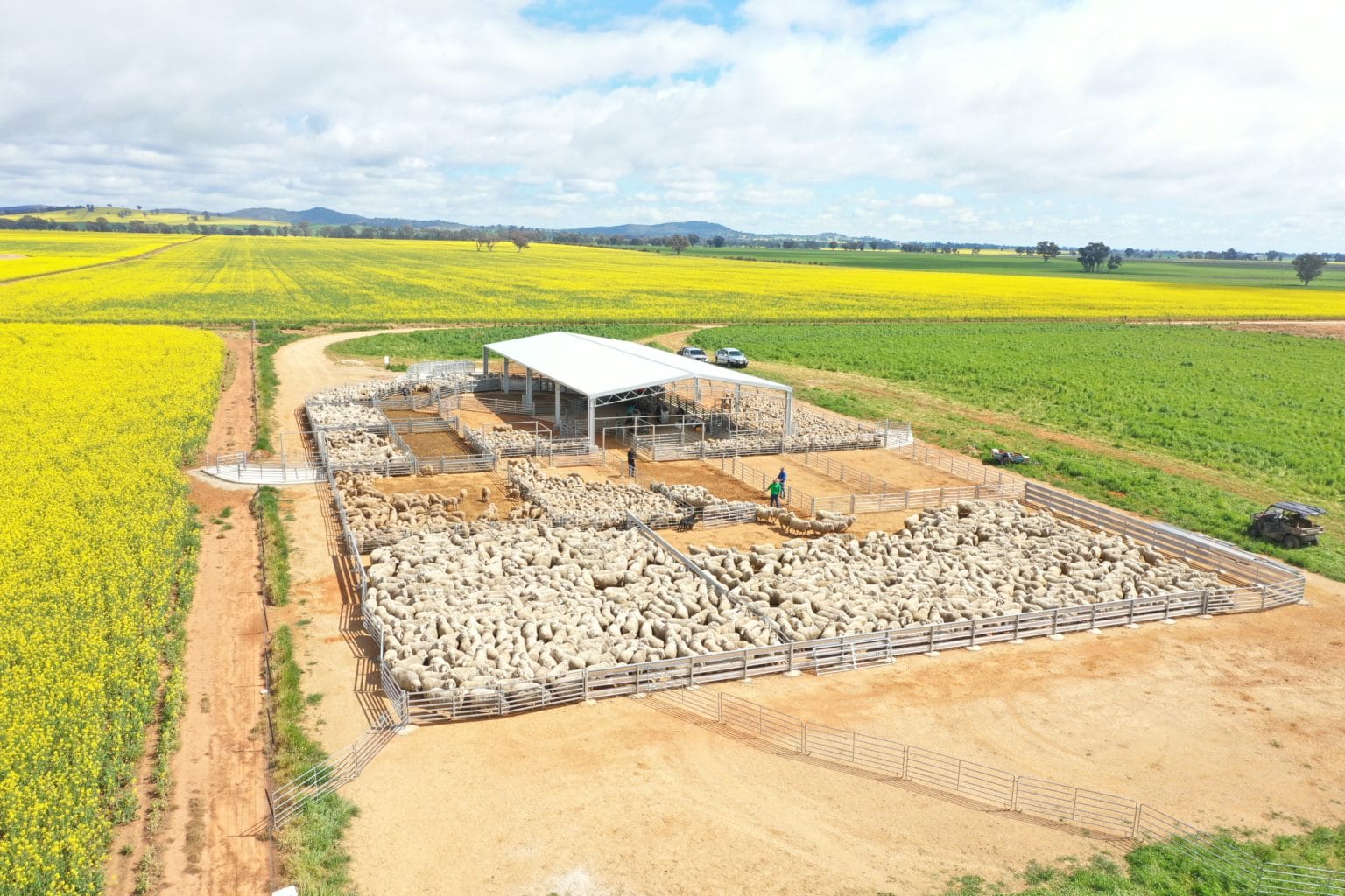 Sheep Handling Equipment - ProWay