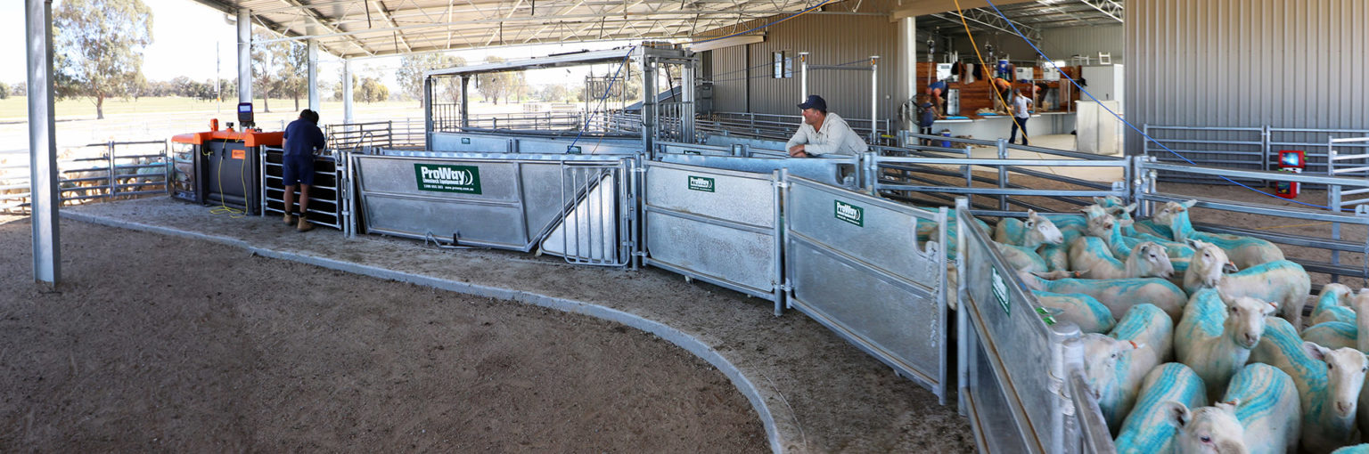 Sheep Yard Sample Designs - ProWay