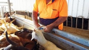 Goat Handling Equipment – ProWay