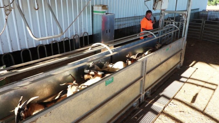 Goat Handling Equipment – ProWay