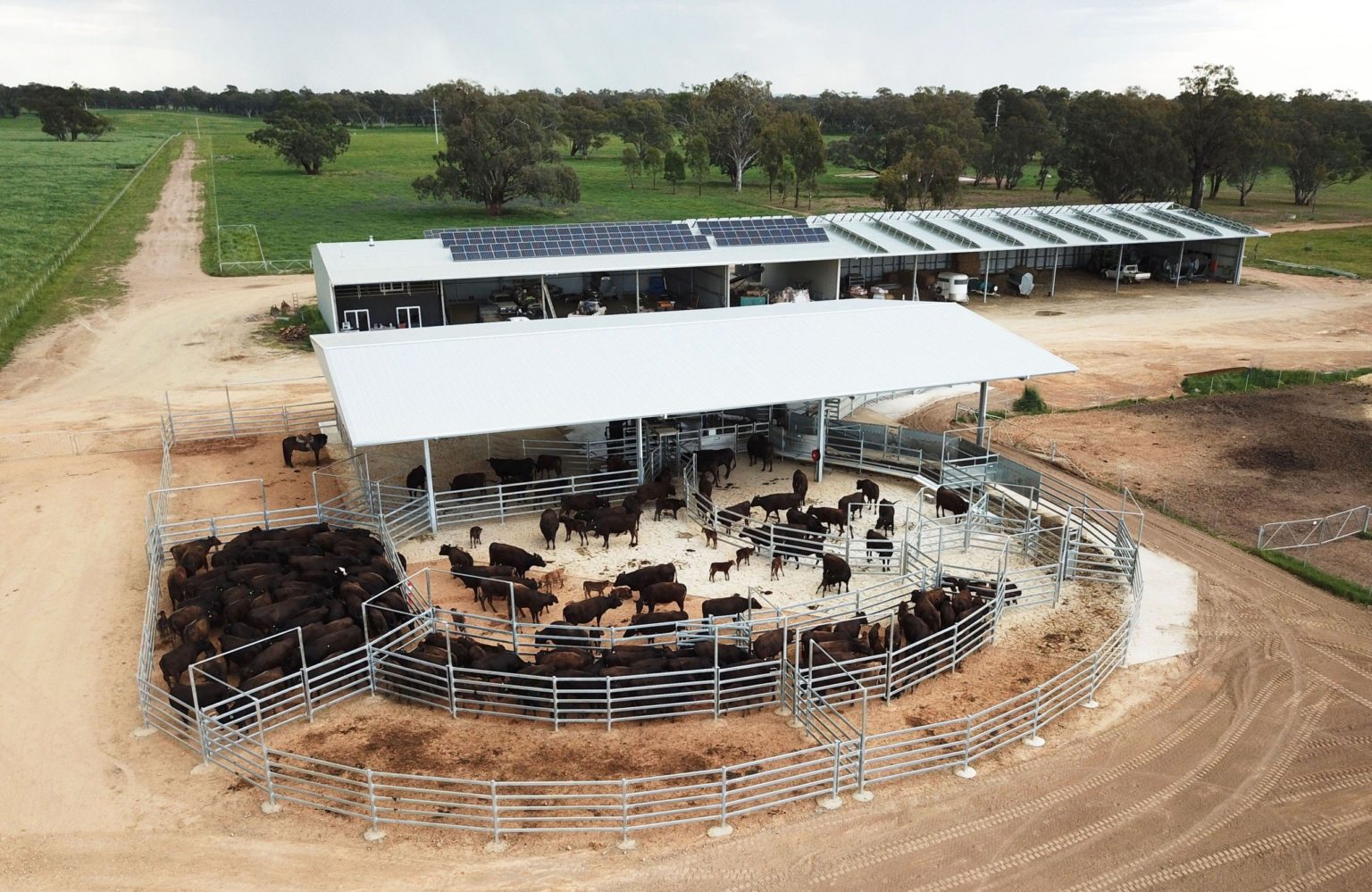 Cattle Yard Sample Designs - ProWay