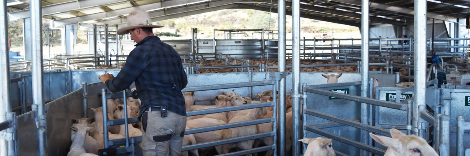 Sheep Yard Designs | Custom Sheep Yards | ProWay Australia