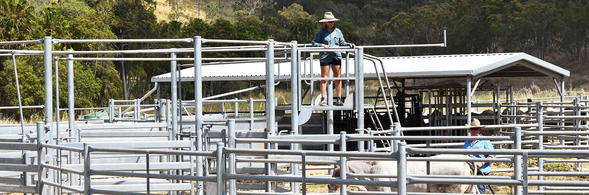 Temperate Breed Cattle Yard Features – ProWay