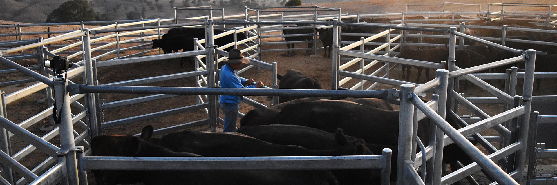 Temperate Breed Cattle Yard Features – ProWay