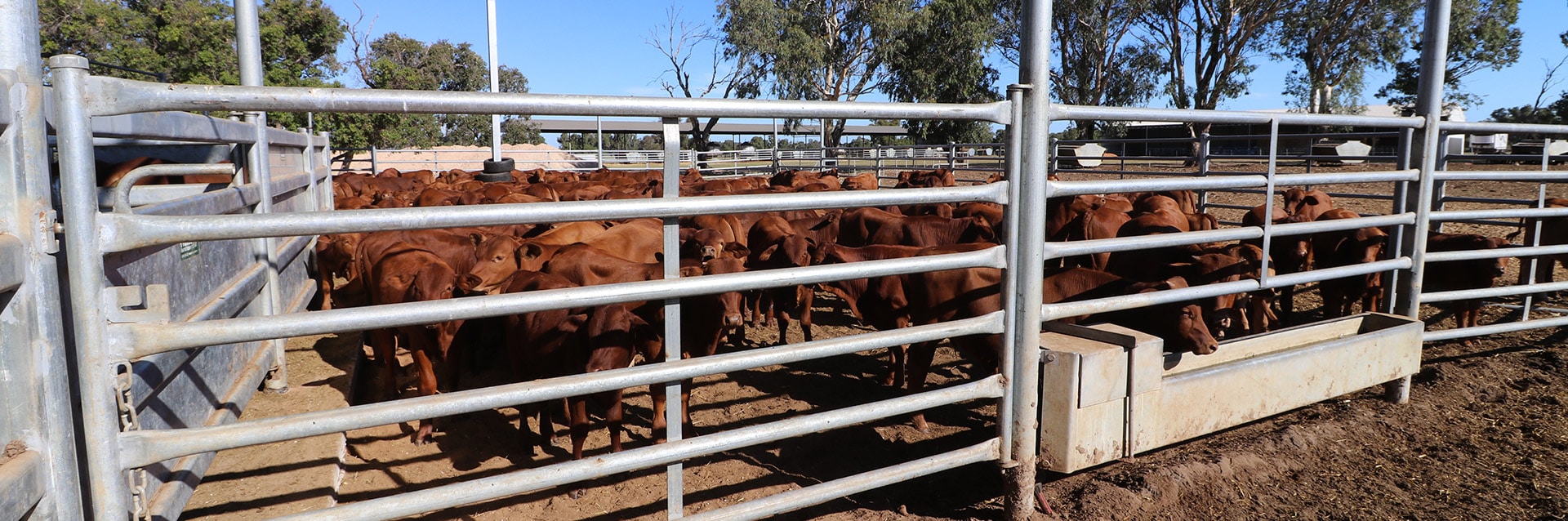 Tropical Breed Cattle Yard Features - ProWay