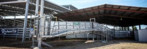 Cattle Loading Ramps | Cattle Handling Facilities | ProWay