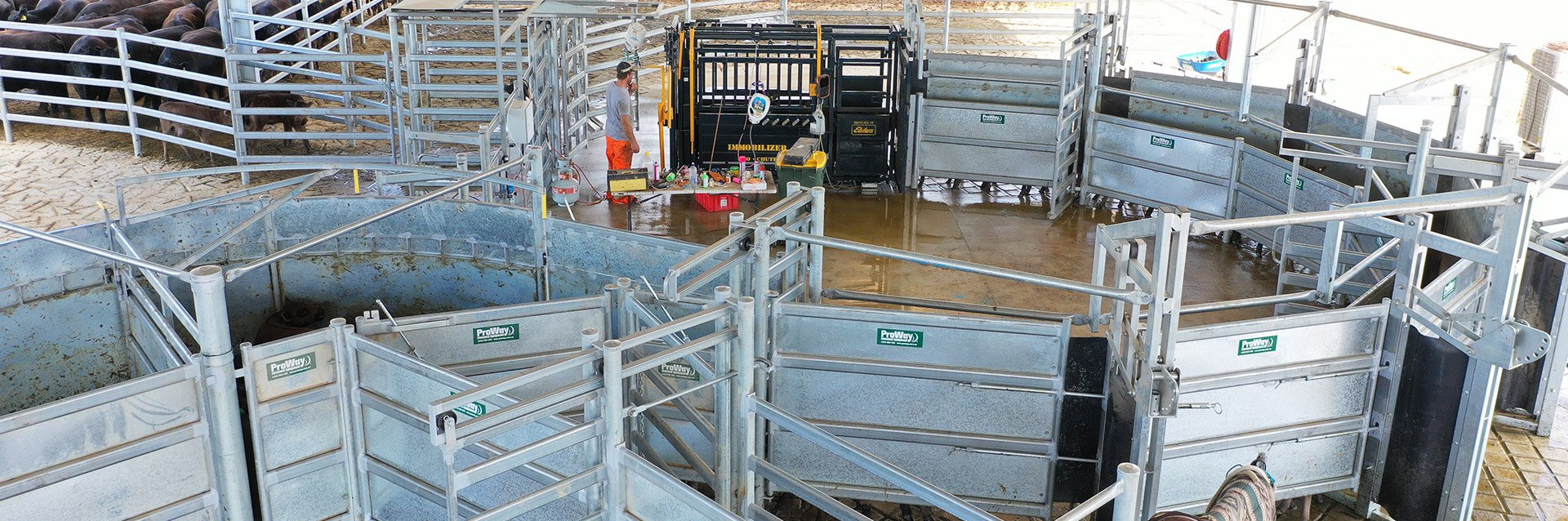 Temperate Breed Cattle Yard Features – ProWay