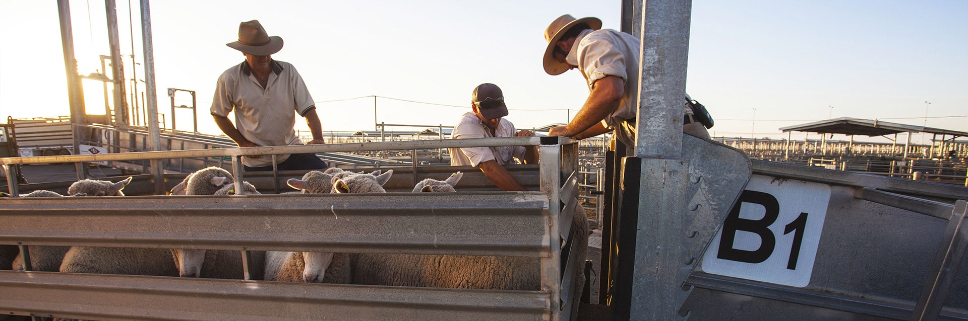 Sheep Loading Ramps - ProWay Quality Livestock Equipment