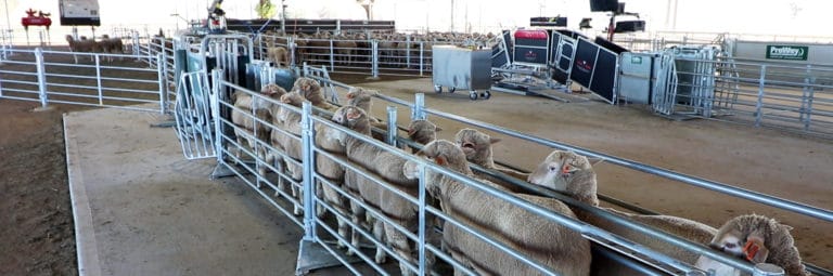 Sheep Yard Designs | Custom Sheep Yards | ProWay Australia