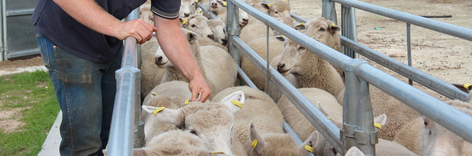 Sheep Yard Designs | Custom Sheep Yards | ProWay Australia