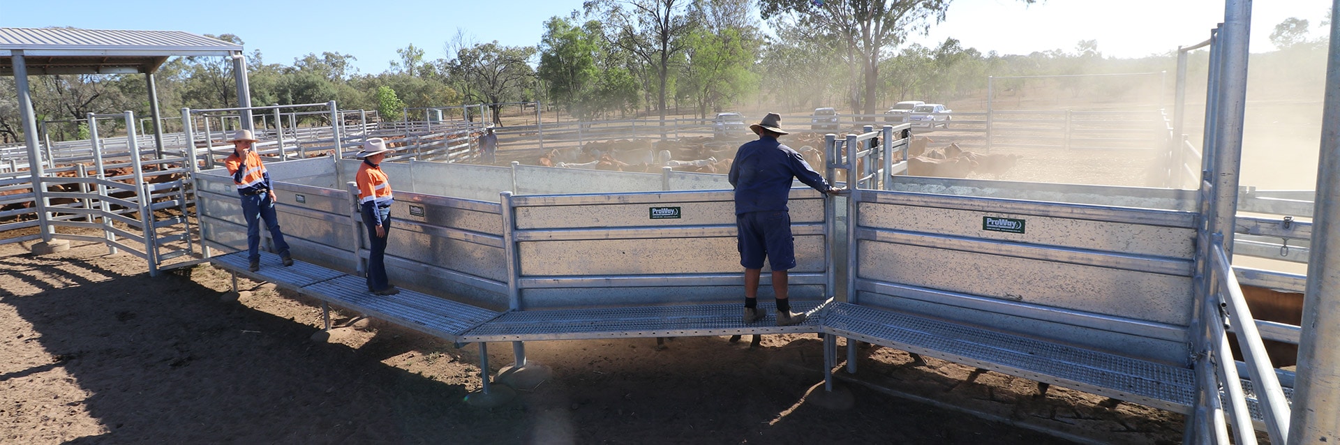Tropical Breed Cattle Yard Features - ProWay