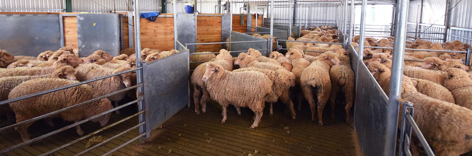 Wool Sheds | Sheering Shed Designs & Features | ProWay