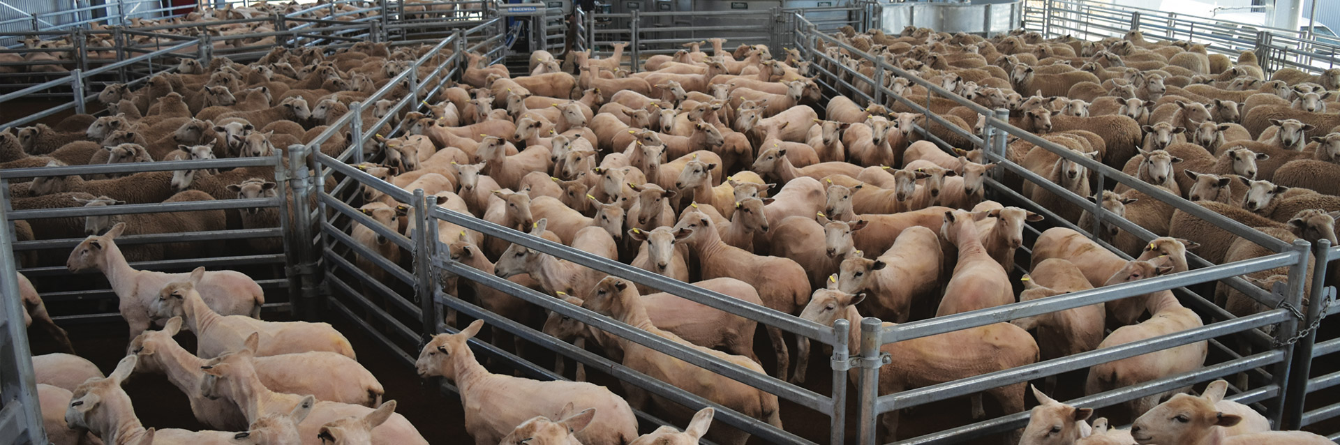 Sheep Yard Designs | Custom Sheep Yards | ProWay Australia