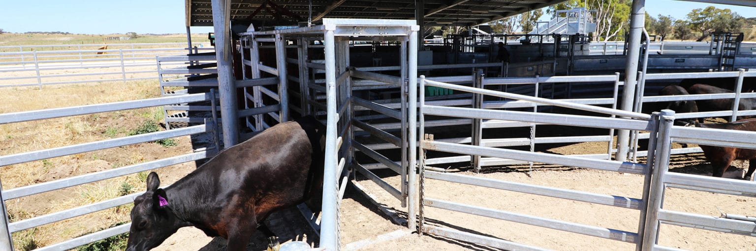 Pneumatic and Remote Cattle Handling - ProWay