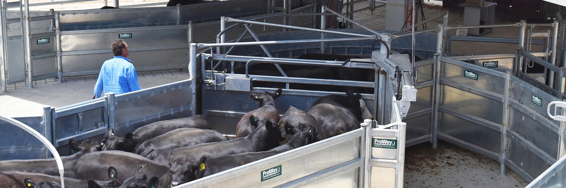 Pneumatic and Remote Cattle Handling - ProWay