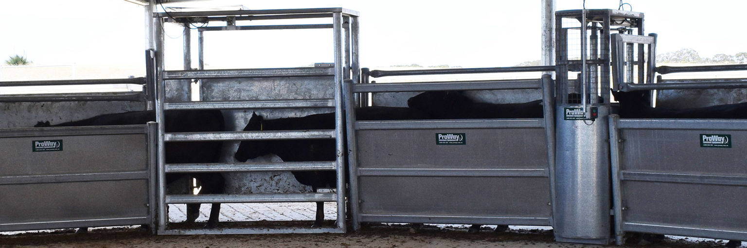 Pneumatic and Remote Cattle Handling - ProWay