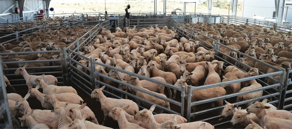 Pneumatic And Remote Sheep Handling - ProWay