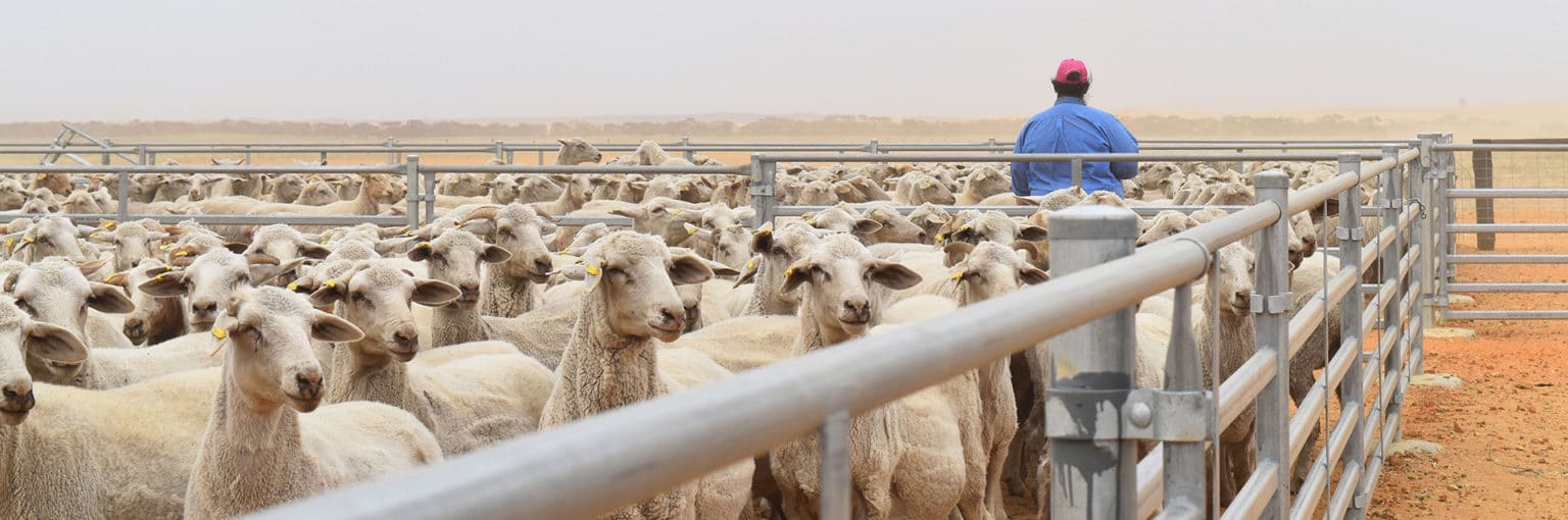 Sheep Yard Sample Designs - ProWay