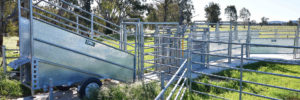 Sheep Loading Ramps | Sheep Handling Facilities | ProWay