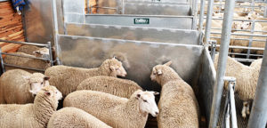 Shearing Shed Fitouts | Sheep Sheering Facilities | ProWay