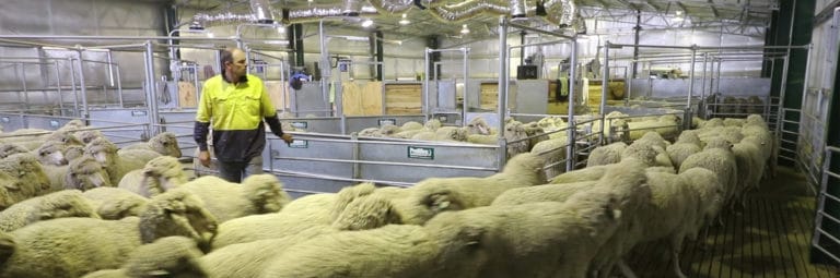 Wool Sheds | Sheering Shed Designs & Features | ProWay