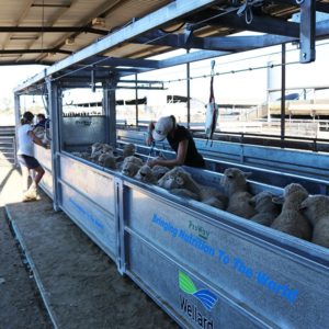 Sheep Handling Products Archives - ProWay