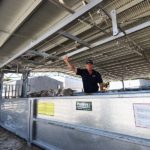 Sheep Handling Products Archives - ProWay