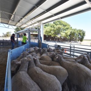 6m Permanent Bulk Handler - ProWay