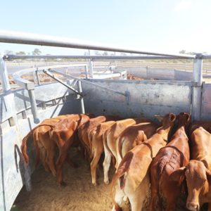 Cattle Rotary Force - ProWay