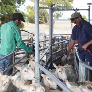 Sheep Handling Products Archives - Page 2 of 3 - ProWay