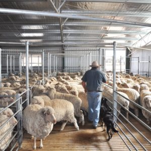 Shearing Shed Products Archives - ProWay