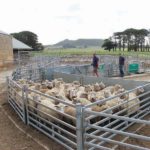 ProWay Sheep Yards - ProWay