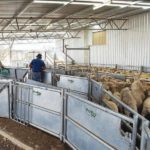 ProWay Sheep Yards - ProWay
