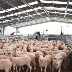 ProWay Sheep Yards - ProWay