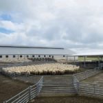 ProWay Sheep Yards - ProWay