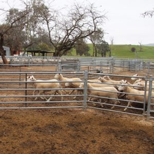 Sheep Handling Products Archives - Page 2 of 3 - ProWay