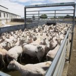 Sheep Handling Products Archives - Page 2 of 3 - ProWay