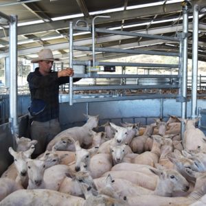 Sheep Handling Products Archives - Page 2 of 3 - ProWay