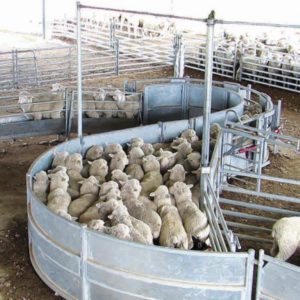 Sheep Rotary Force - ProWay