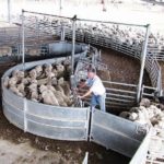 Sheep Rotary Force - ProWay