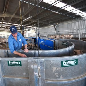 Sheep Rotary Force - ProWay