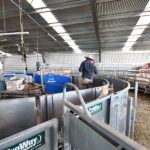 Sheep Rotary Force - ProWay