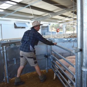 Sheep Rotary Force - ProWay