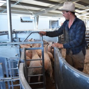 Sheep Handling Products Archives - ProWay