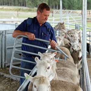 Sheep Handling Products Archives - ProWay